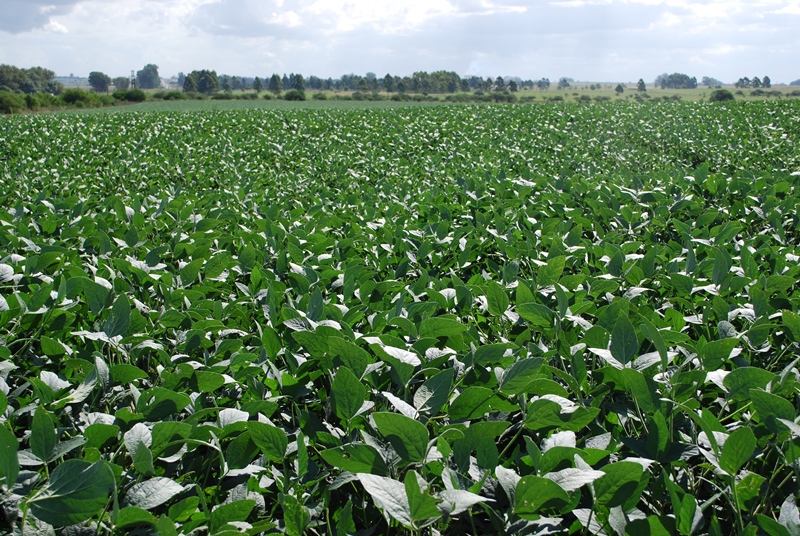 Nacen cinco nuevas variedades de soja OGM (No Modificadas Genéticamente)