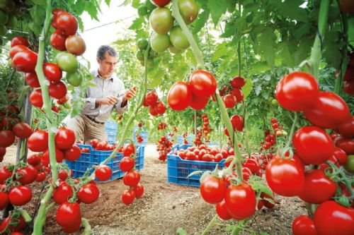 Rescate al tomate criollo - Suena A Campo