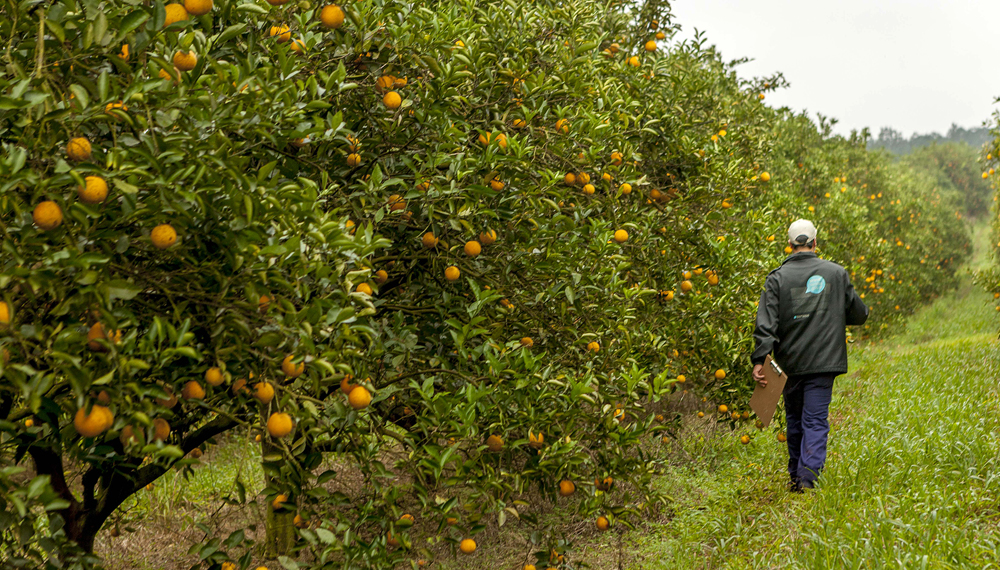 Los productores de naranjas ya no perciben ganancias - Suena A Campo