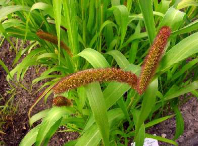 Moha: una gramínea de verano ideal por su gran producción de forraje