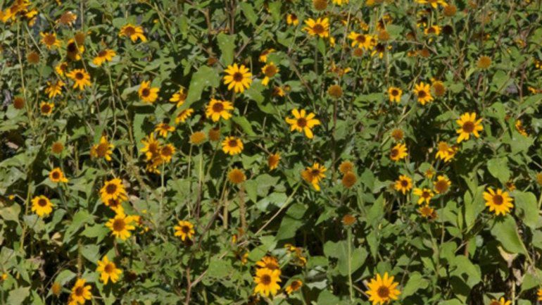 Pasto cubano: la maleza que encendió alarmas en el sector cañero ...