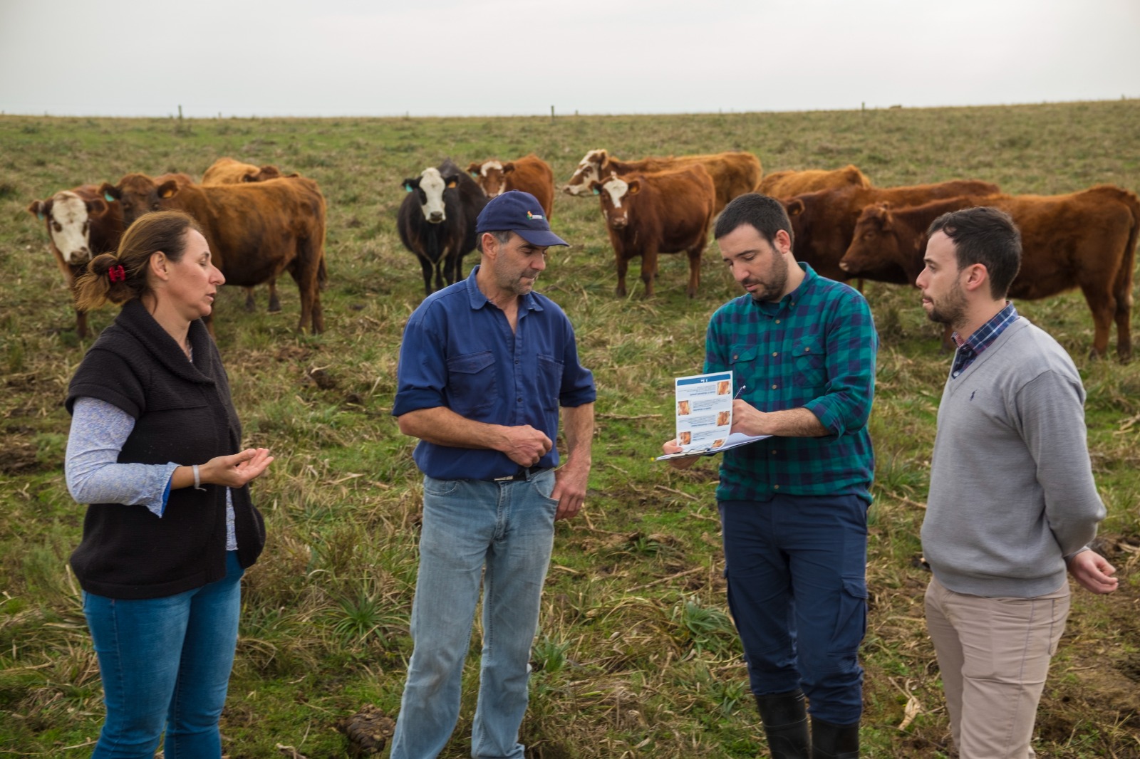 Ganadería: campos uruguayos aumentan la producción e ingresos con ...