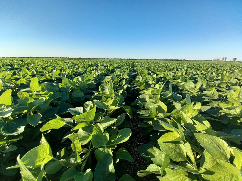 Encontraron bacterias inteligentes que aumentan el contenido de nitrógeno