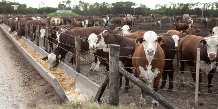 Los corrales se están vaciando y pronto la carne comenzará a faltar ...