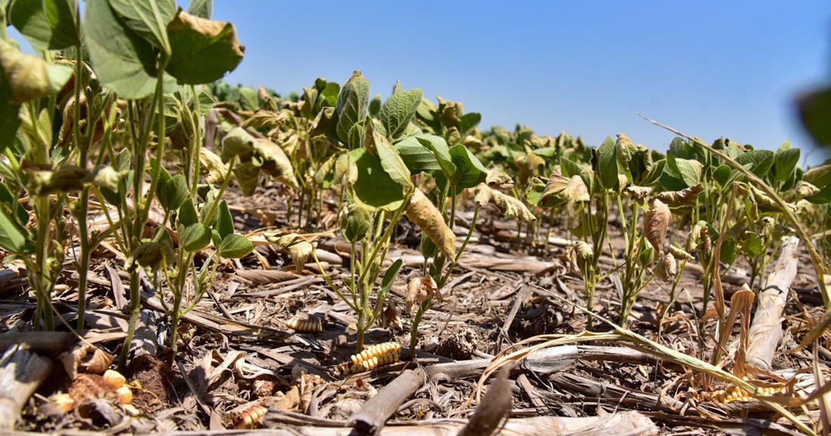 Se agrava el atraso en la siembra de soja - Suena A Campo