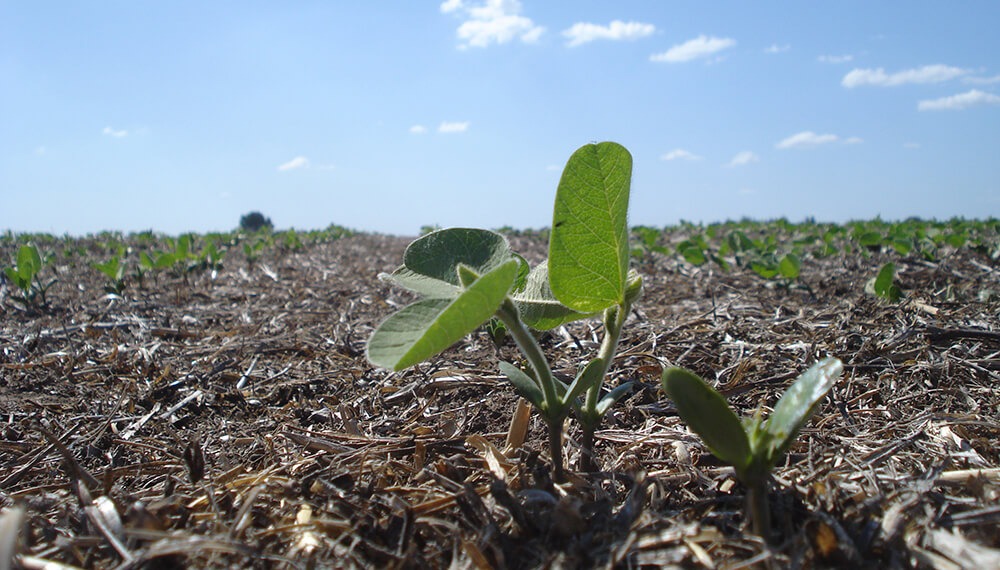El gobierno dio por iniciada la siembra de soja y proyecta 500.000 ...