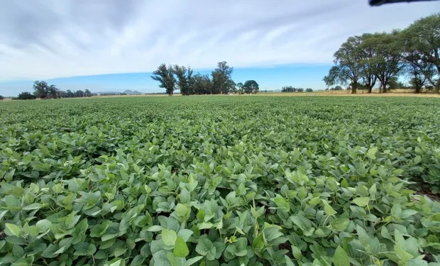 La soja de la zona núcleo está con estrés y empezó a perder rendimiento ...