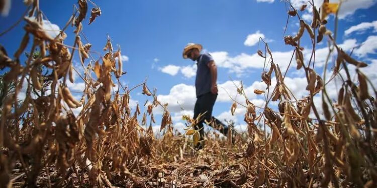 Sequía: la Argentina perdió el lugar de primer exportador mundial de ...