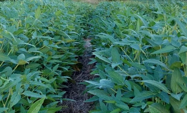 La campaña de soja mejora y se suman 600 mil toneladas de producción en ...