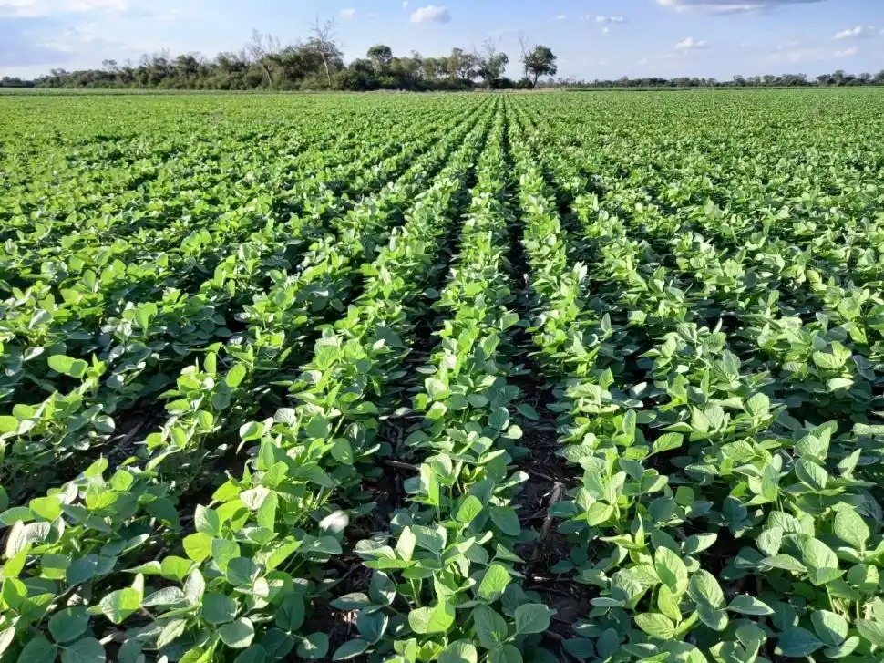La Eeaoc alerta sobre un fuerte aumento del monocultivo de soja